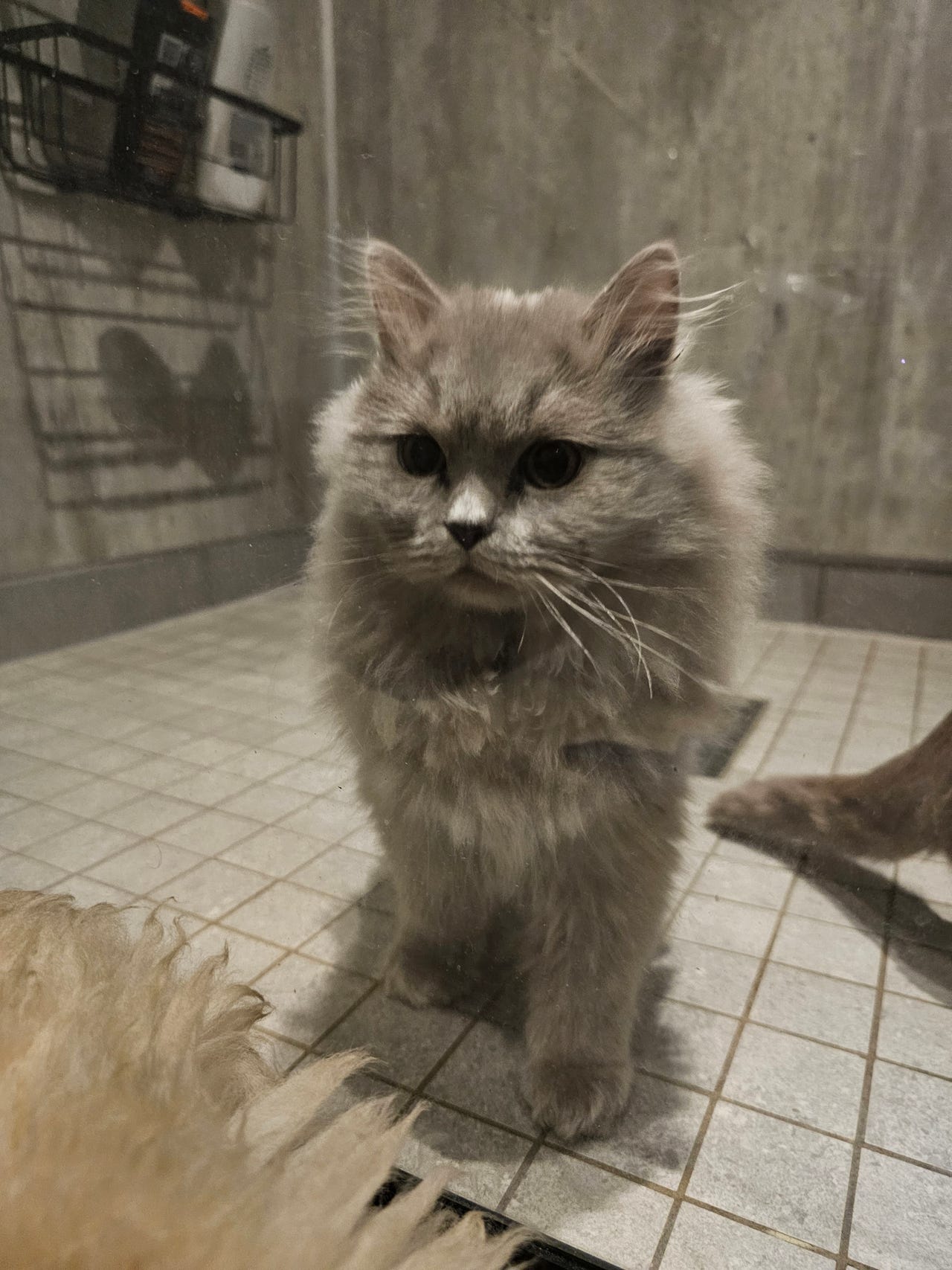 Kattunge Britisk langhår hannkatt leveringsklar | FINN-torget