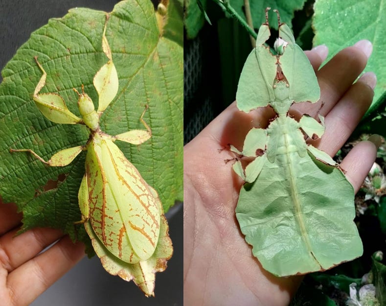 Vandrende blad/Phyllium | FINN-torget