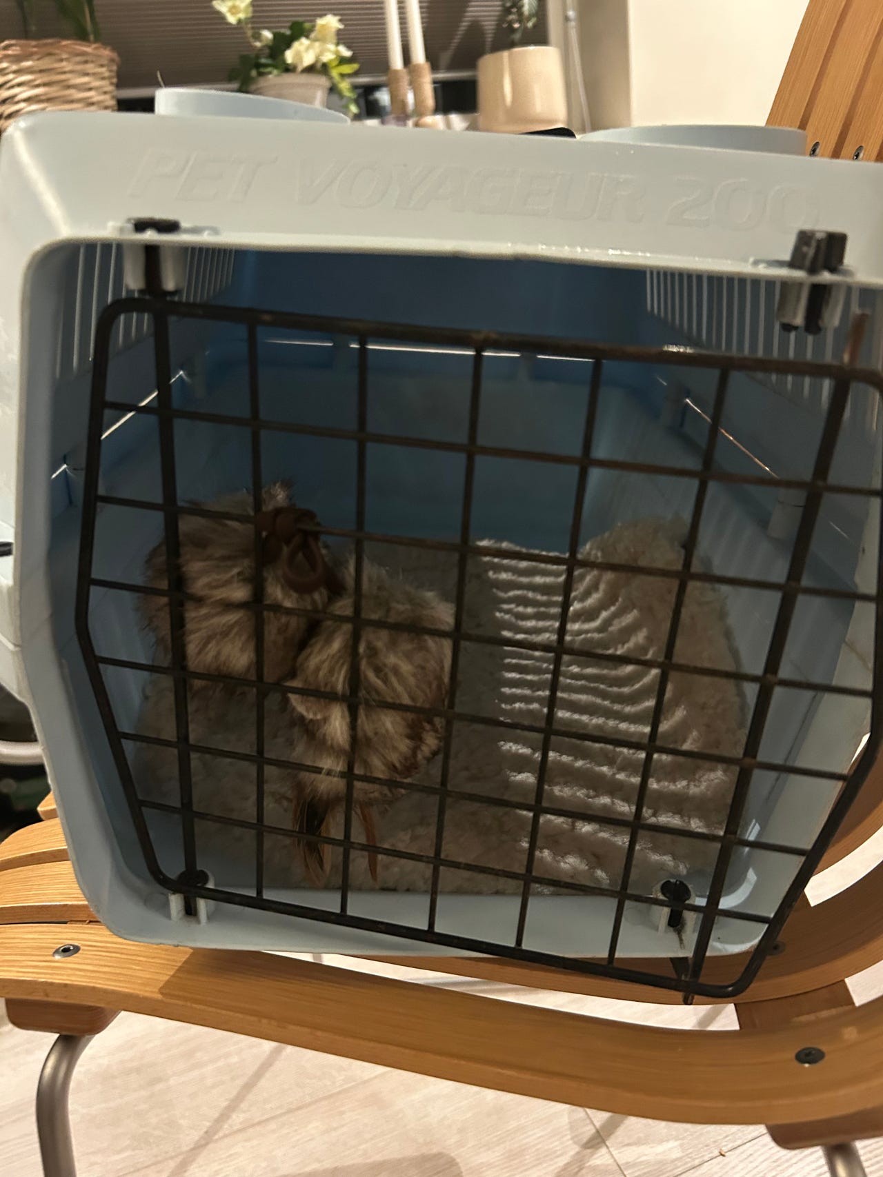 Transportbur for kjæledyr (katt/hund) | FINN-torget