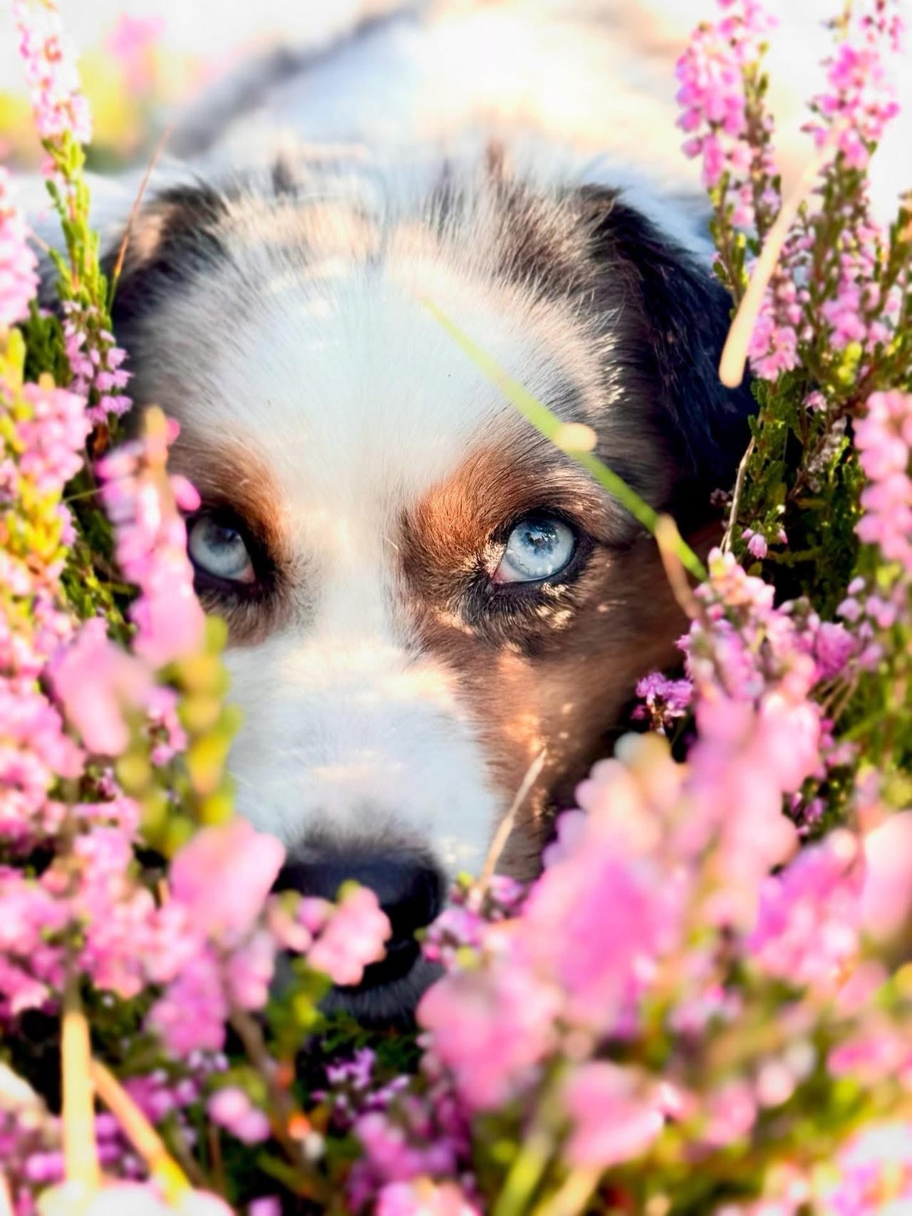 Miniature American Shepherd | FINN-torget