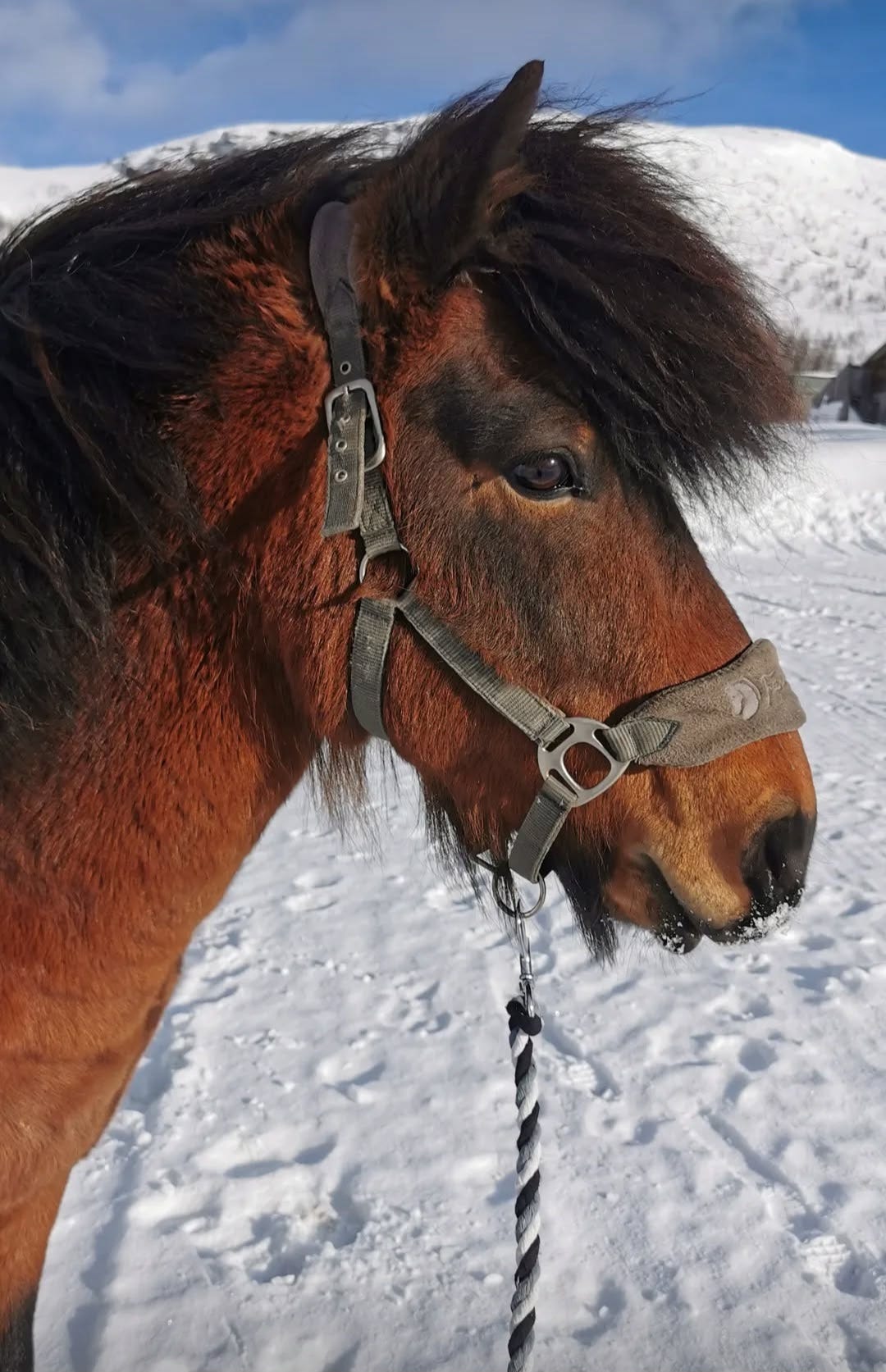 Selskapshest islandshest | FINN-torget