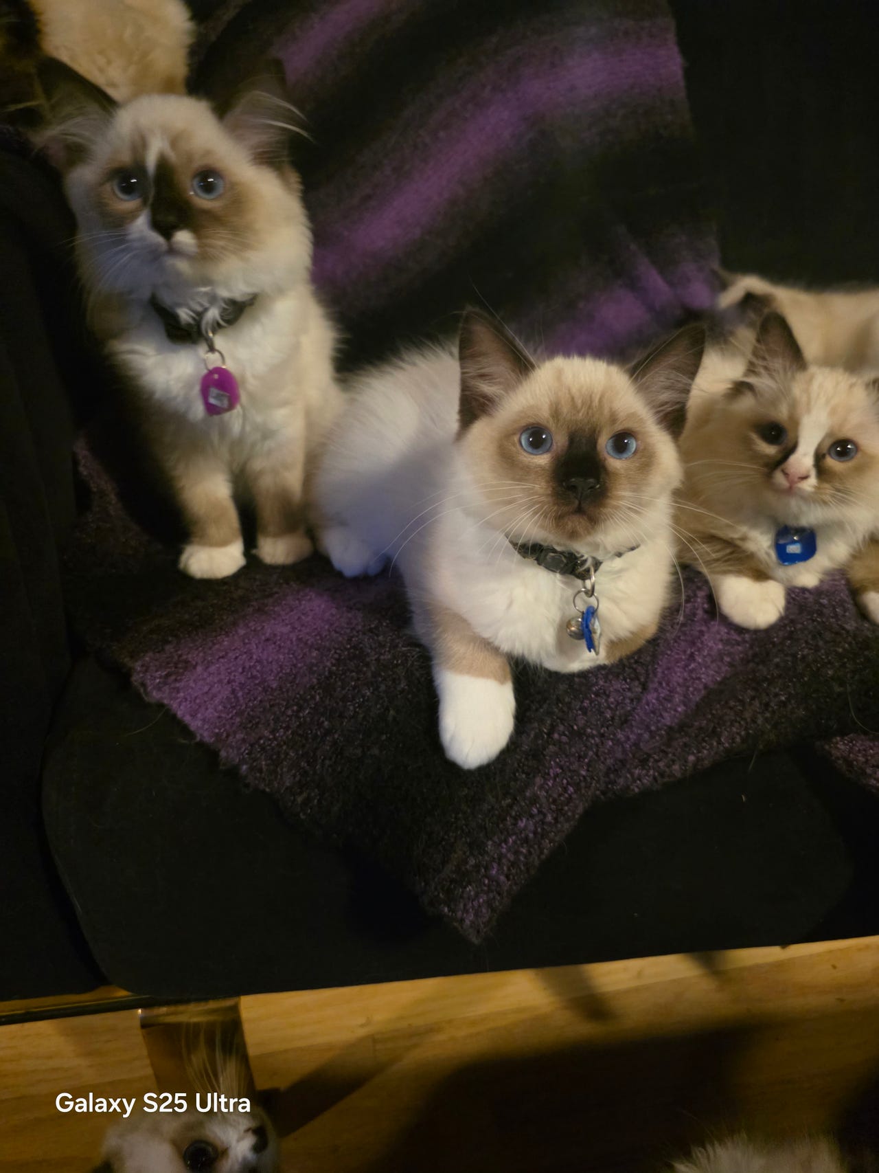 Lilo ️ Ragdoll med stamtavle | FINN-torget