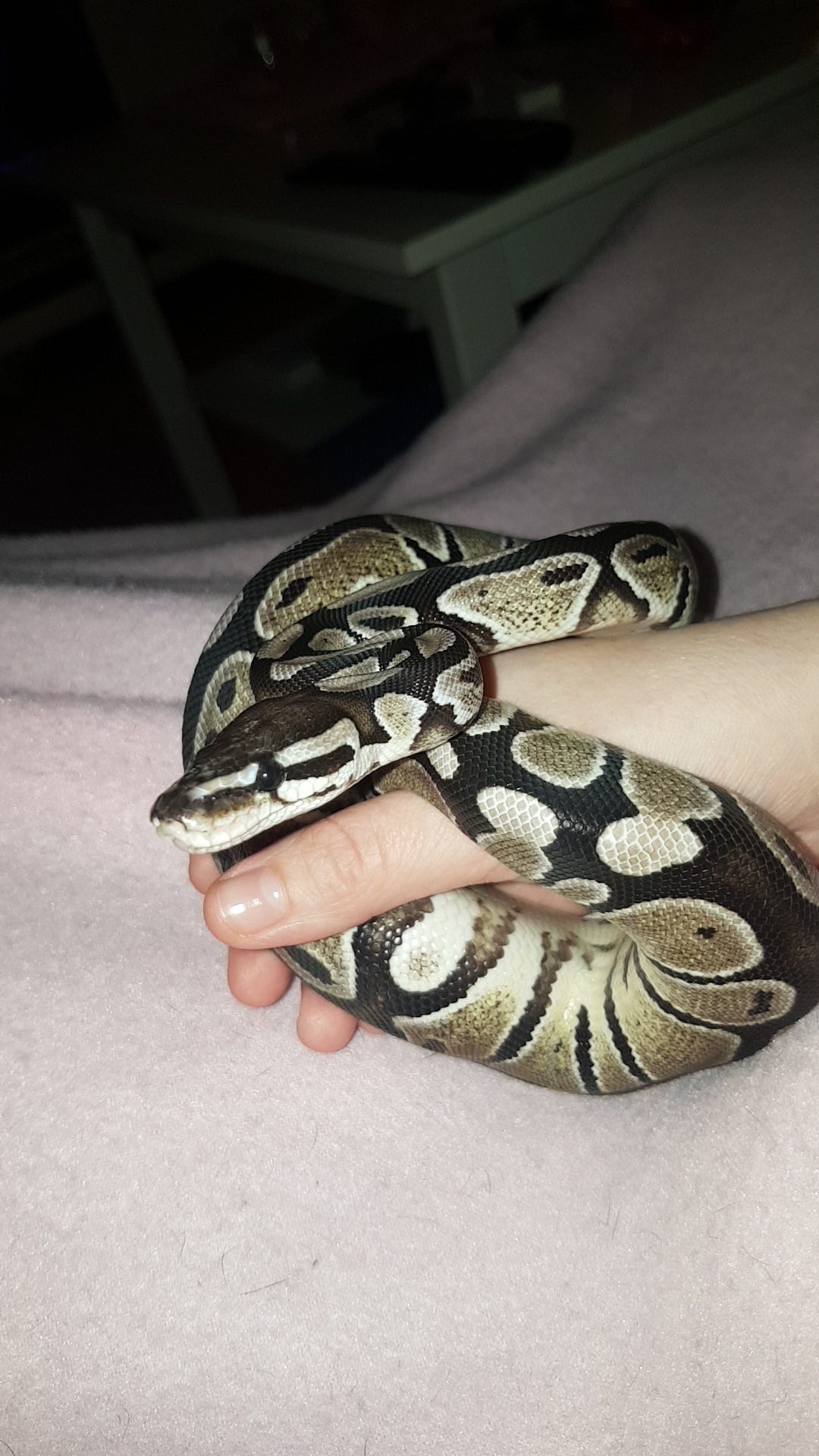 Kongepyton med vivarium | FINN-torget