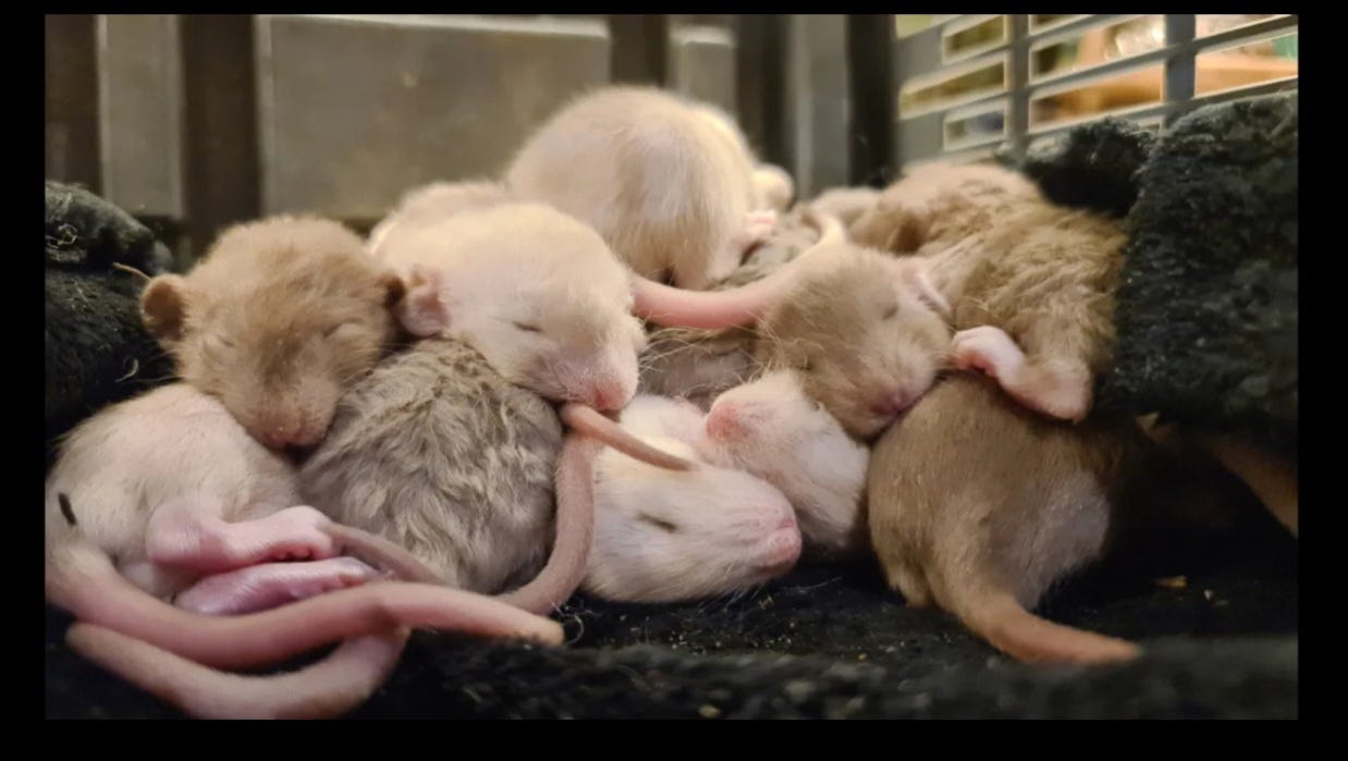 Dumbo rotte babyer. Både Rex og Glatthåret | FINN-torget