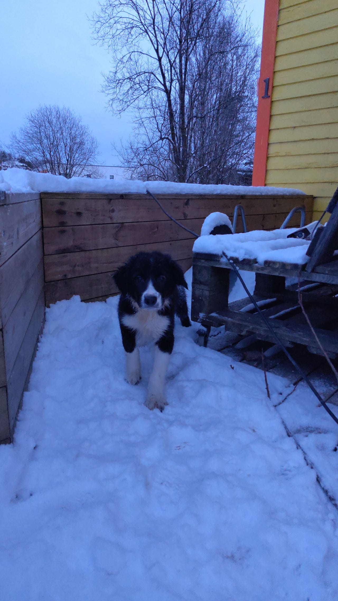 Nydelig border collie valper (klare til levering) | FINN-torget