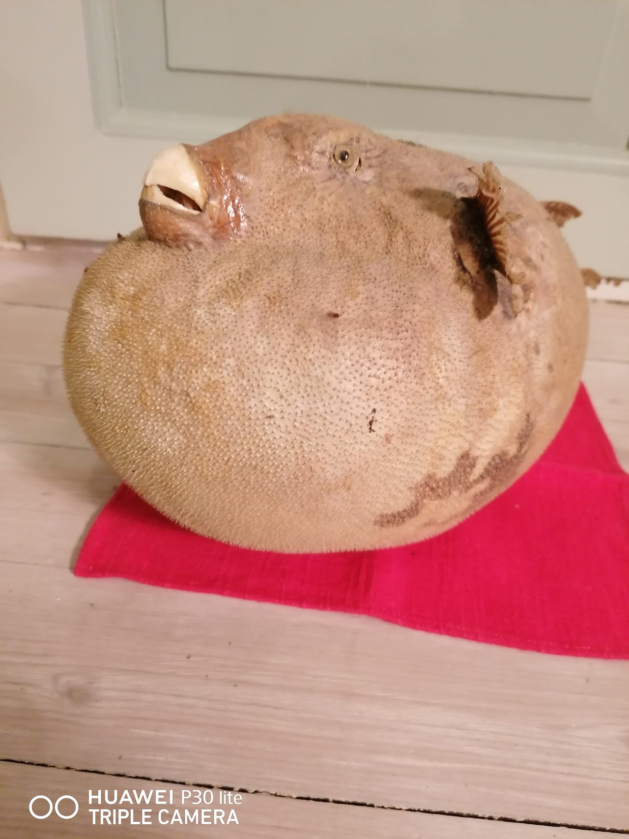 Taxidermi, utstoppet papegøyefisk | FINN-torget