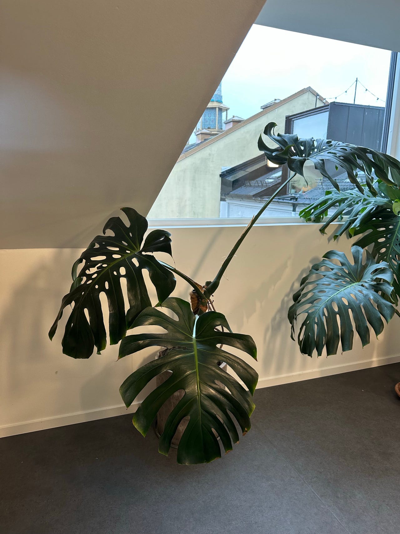 Monstera Big form | FINN-torget