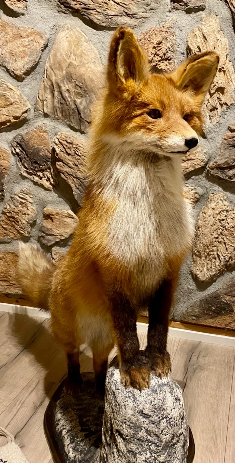 Meget vakkert utstoppet rev 🦊 | FINN-torget