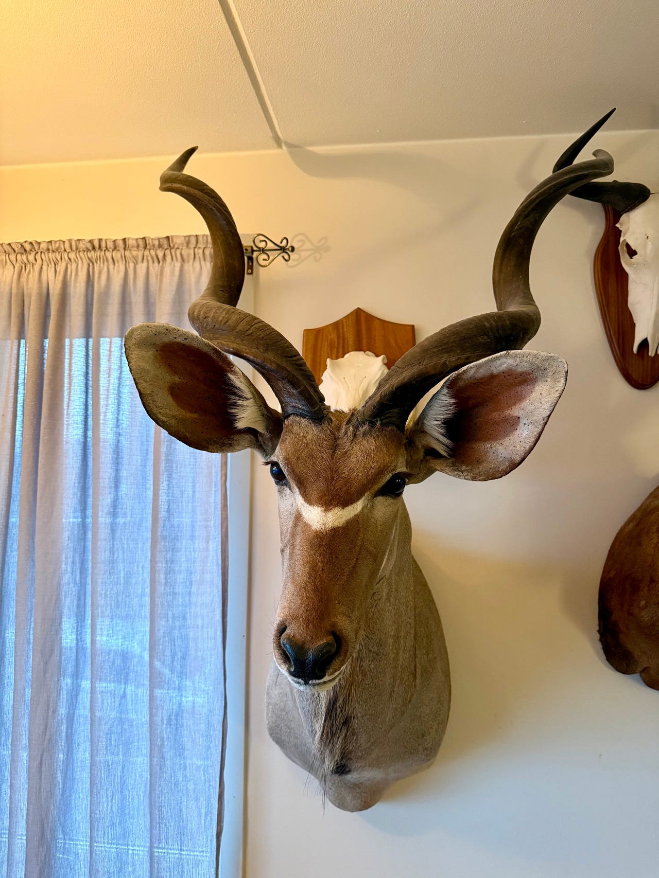 Utstoppet kudu fra Namibia | FINN-torget