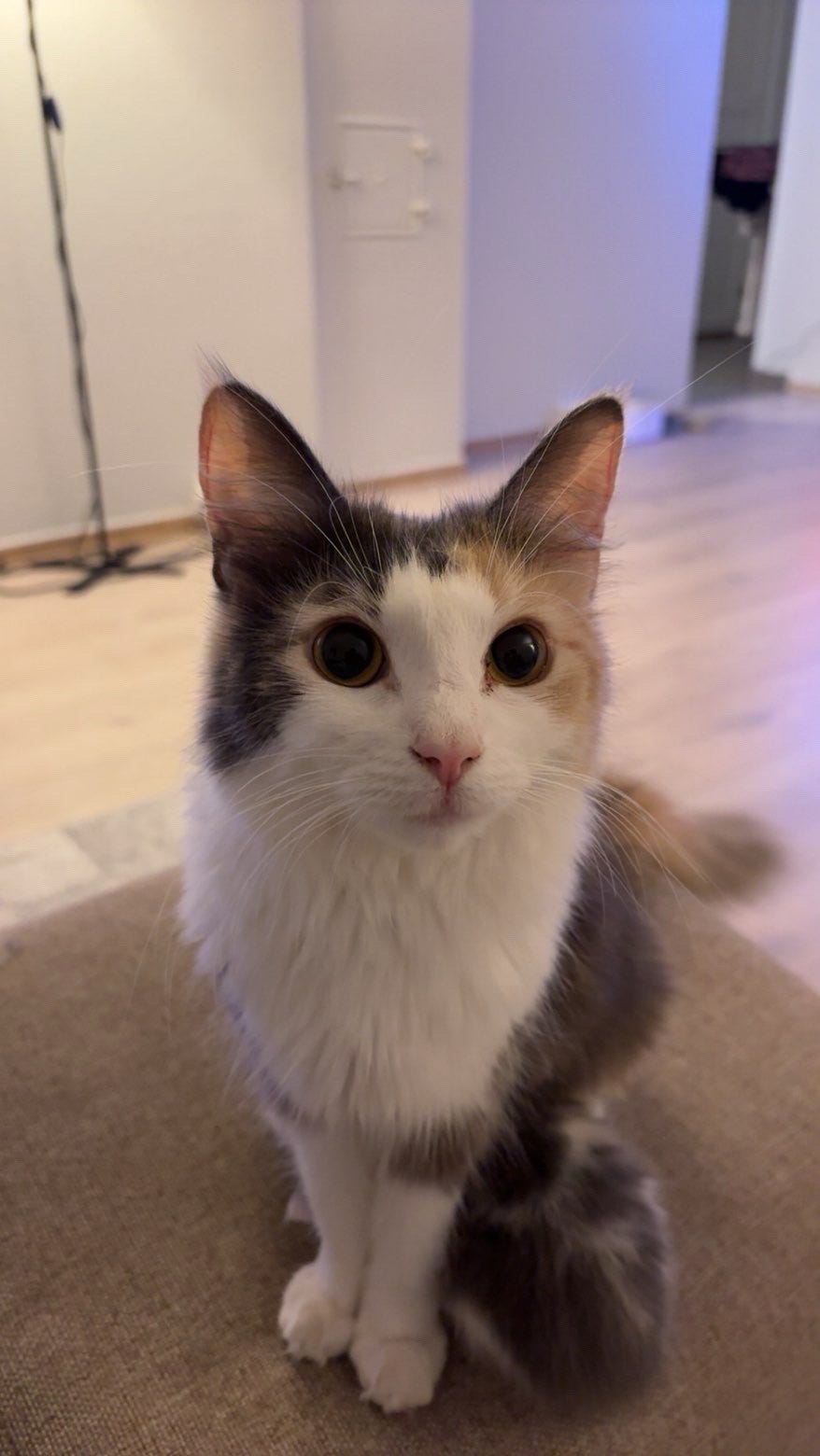 Gir bort koseligste pusen vår | FINN-torget