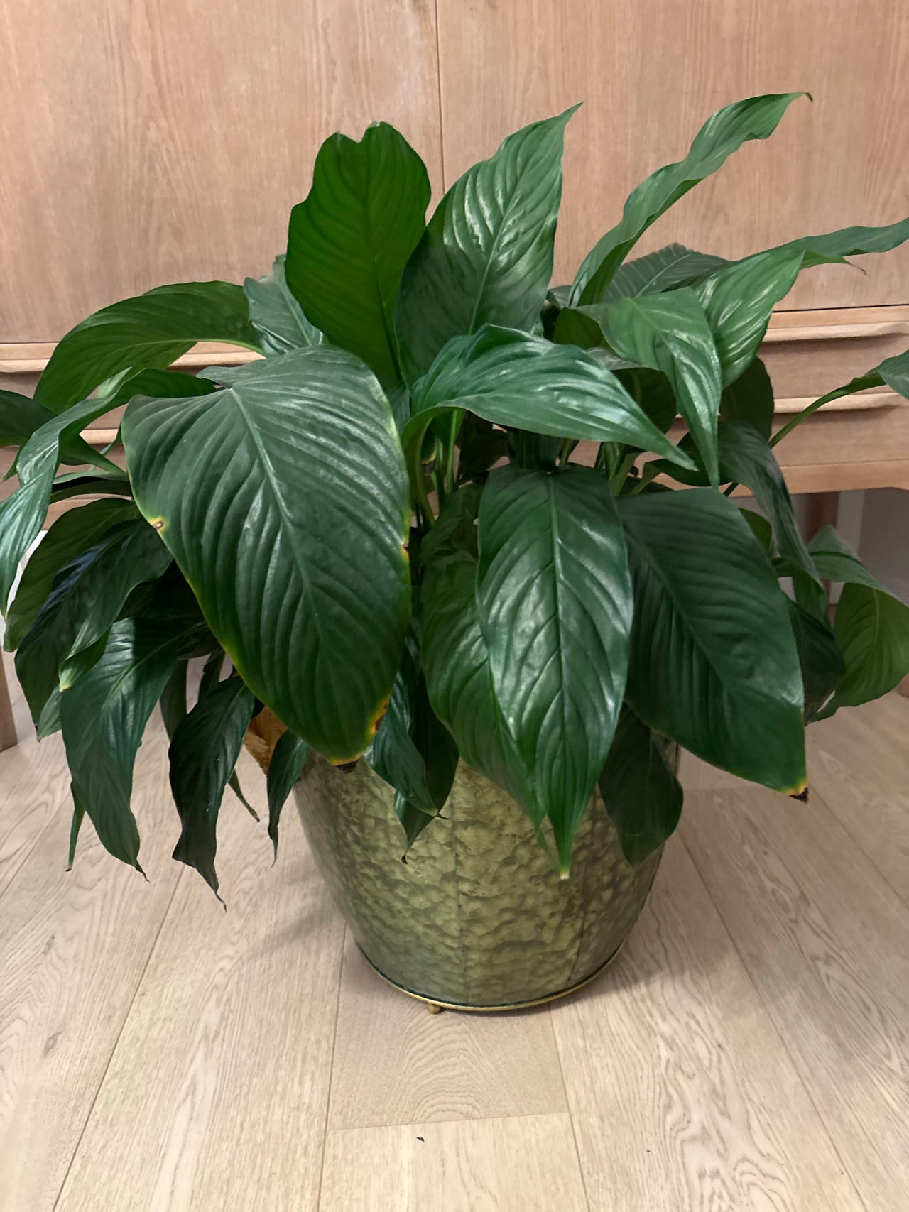 Fredslilje potteplante i god stand med potte | FINN-torget