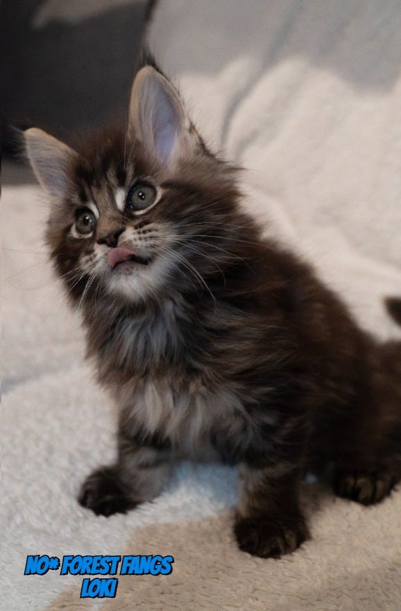 🌟 Maine Coon-kattunger – Stamtavle fra NRR - Shaded line 🌟 | FINN-torget