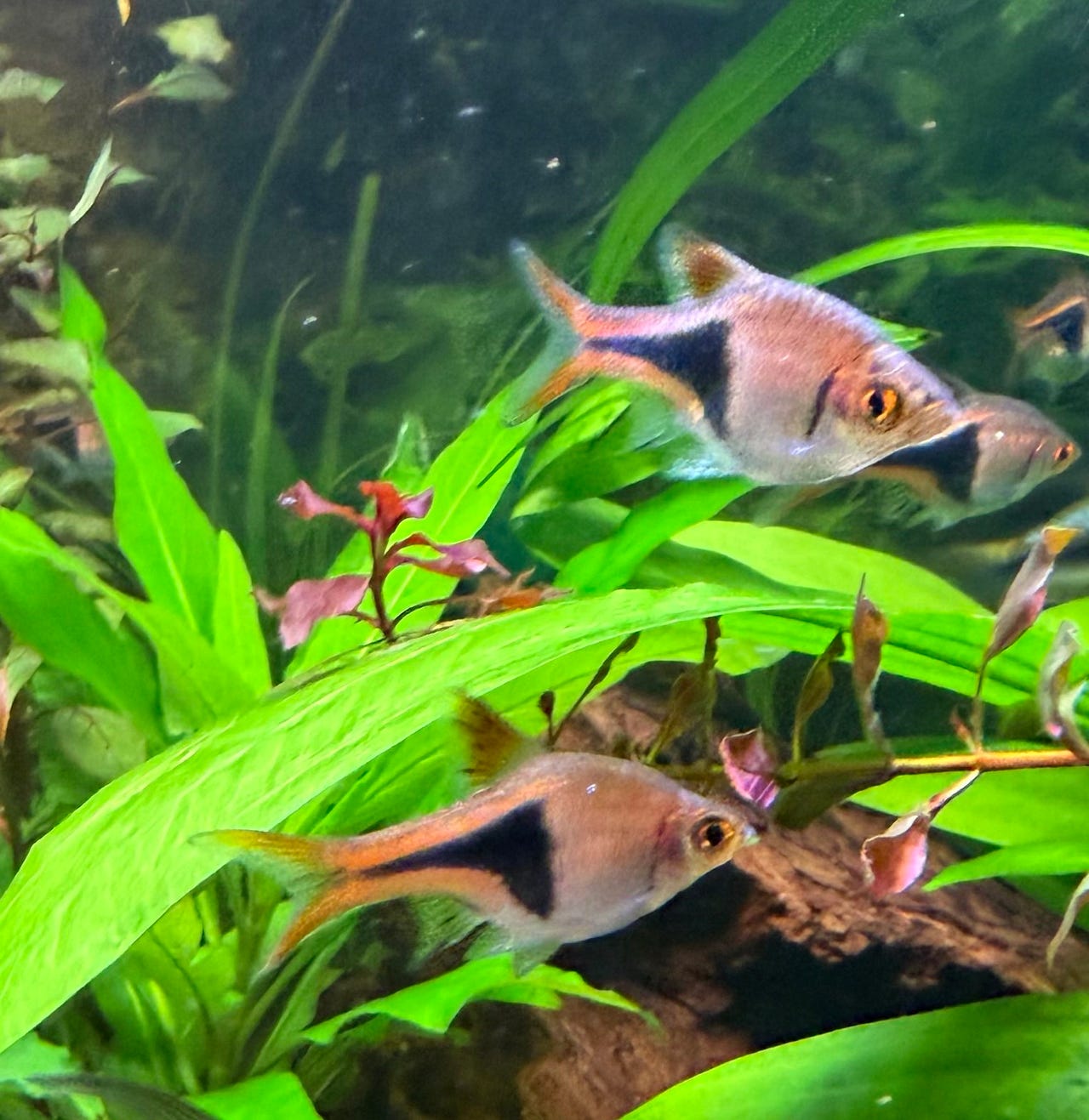 Kileflekk Rasbora | FINN-torget