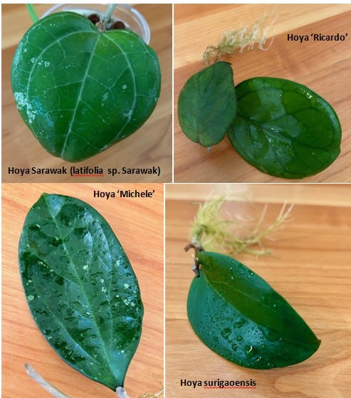 HOYA PAKKE - rotet: H. Sarawak, H. 'Michele', H. 'Ricardo', H ...