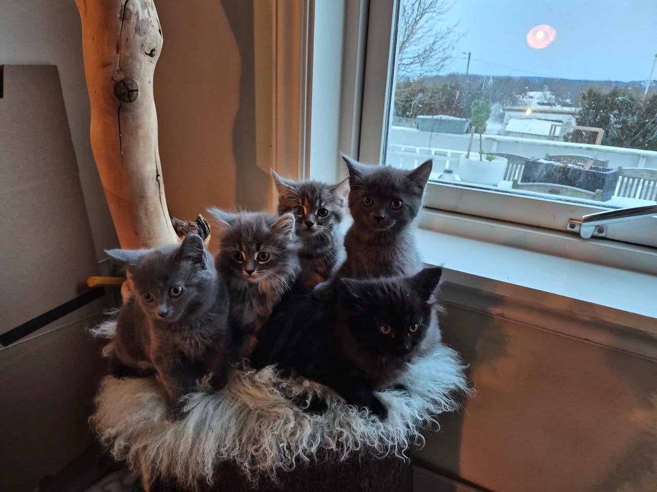 Vakre tillitsfulle kattunger | FINN-torget