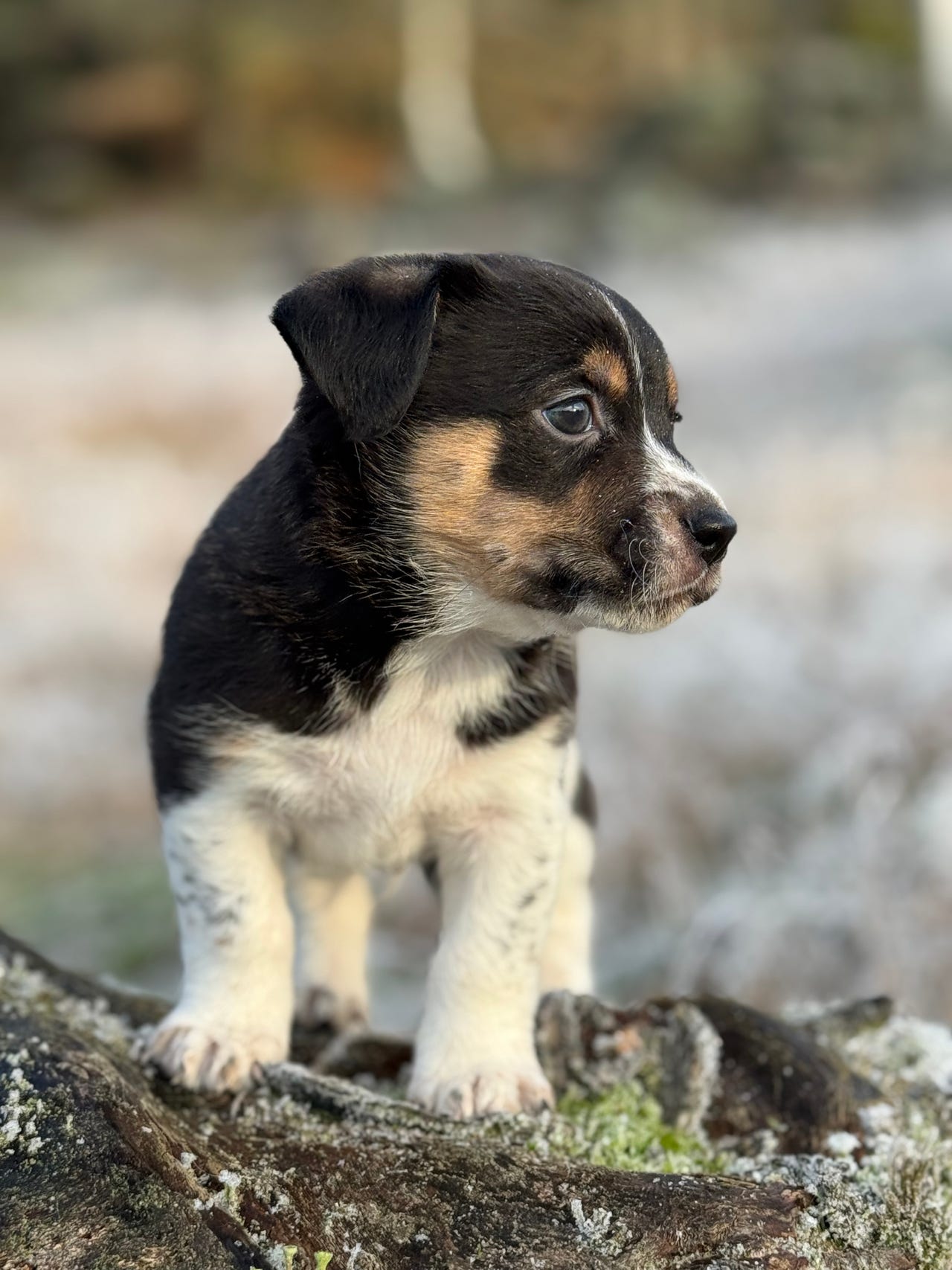 Borderjack (Border Collie & Jack Russell Terrier) valper | FINN-torget