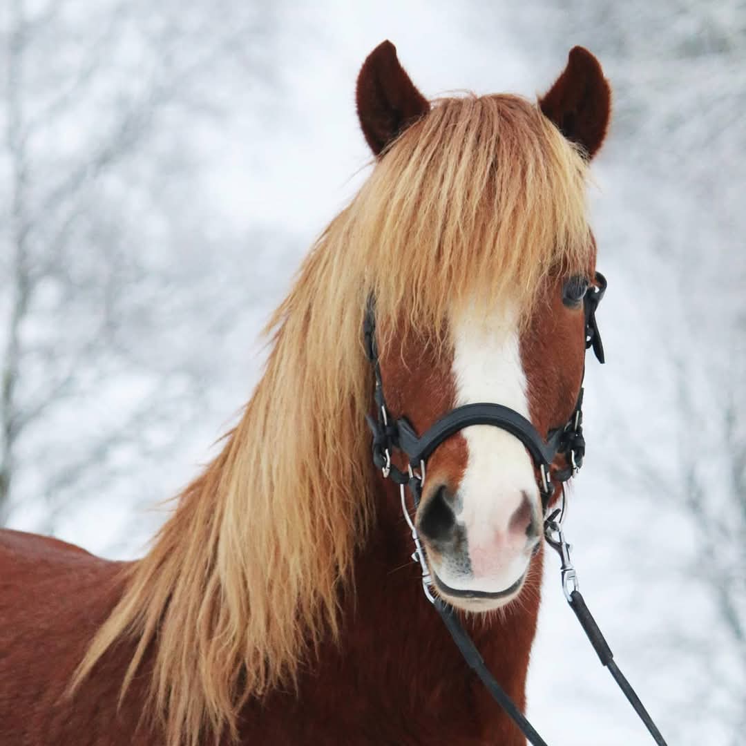 Islandshest på helfor | FINN-torget