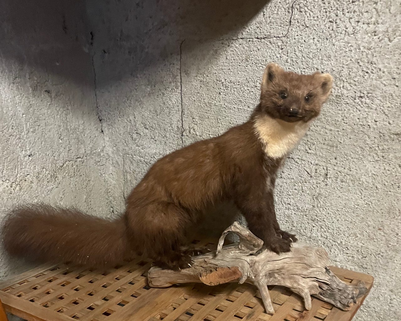 Utstoppet mår | FINN-torget