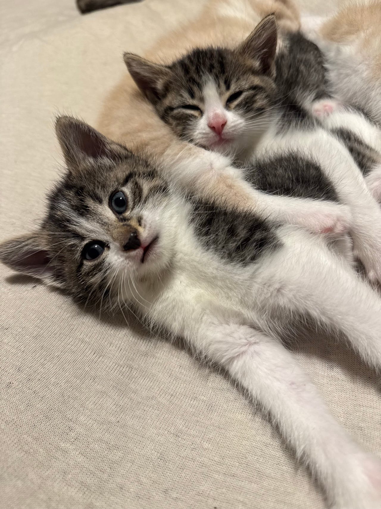 Reservert kattunger 2 jenter | FINN-torget