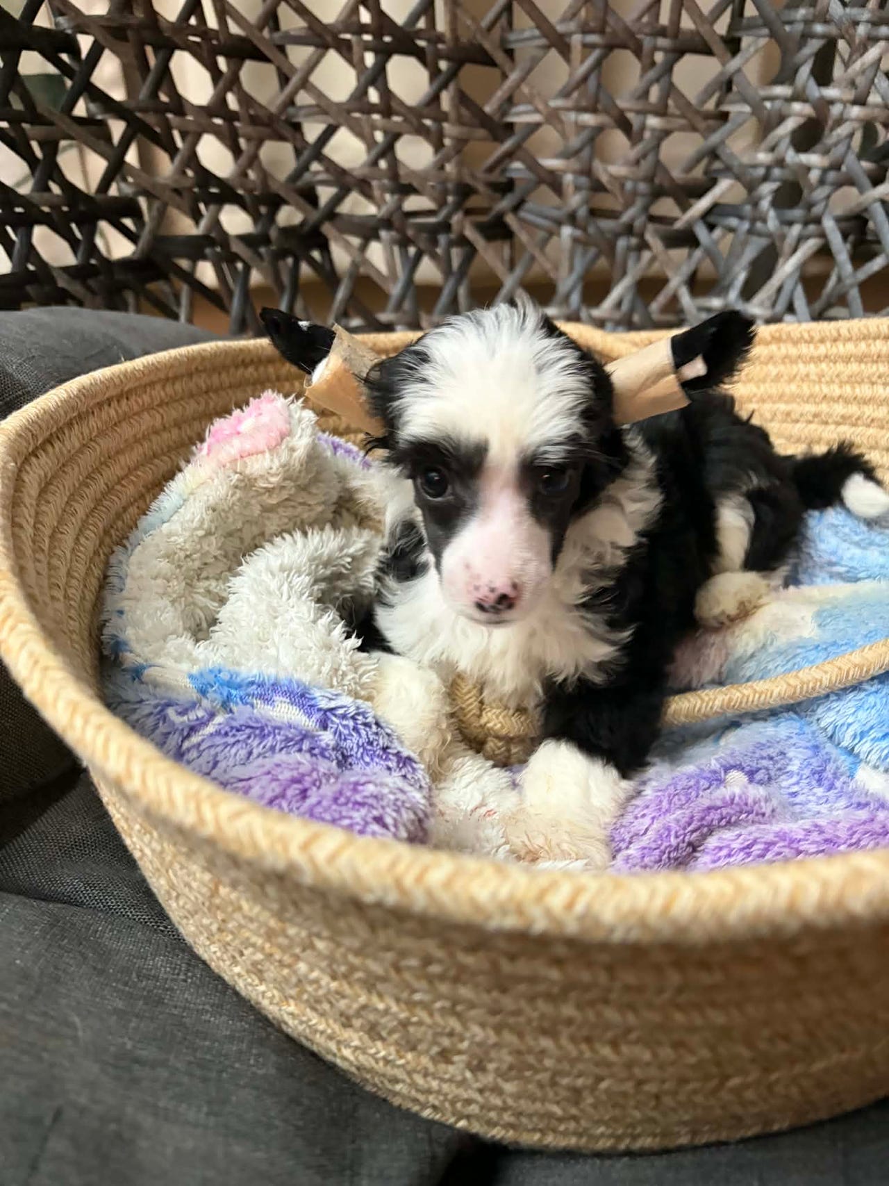 Chinese crested powderpuff gutt | FINN-torget