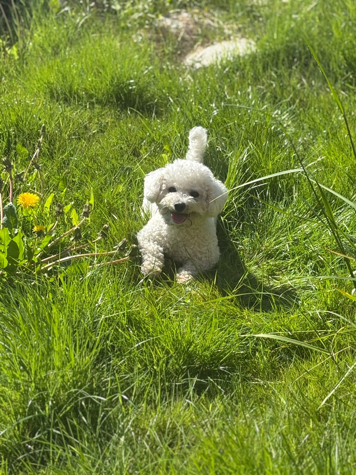 Søt tispe | FINN-torget