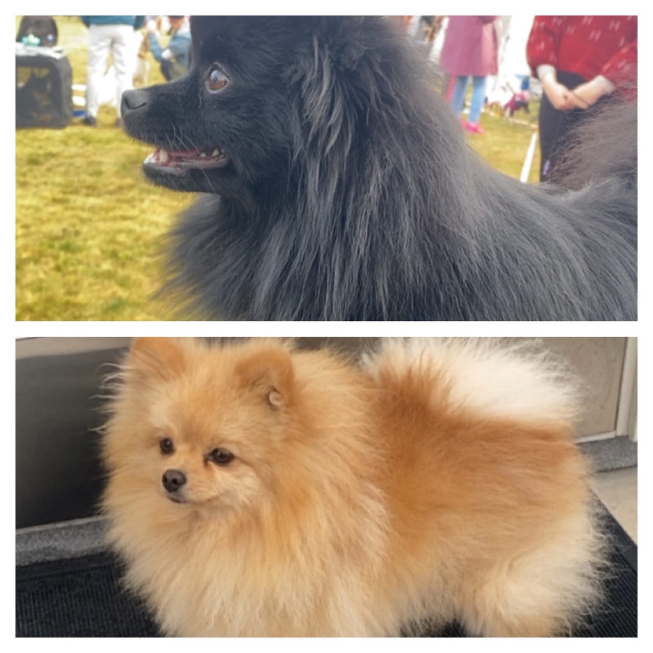 Kleinspitz valper | FINN-torget