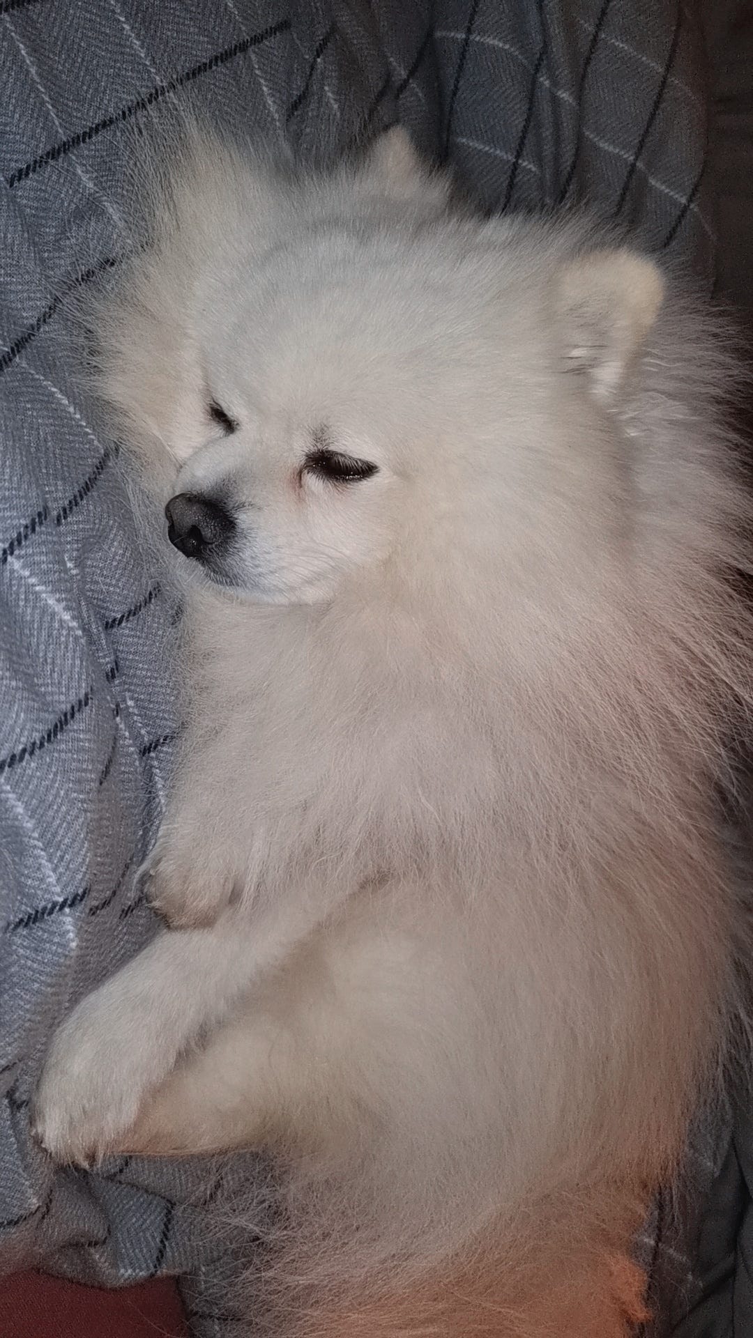 Vil du passe/låne verdens snilleste kosehund | FINN-torget