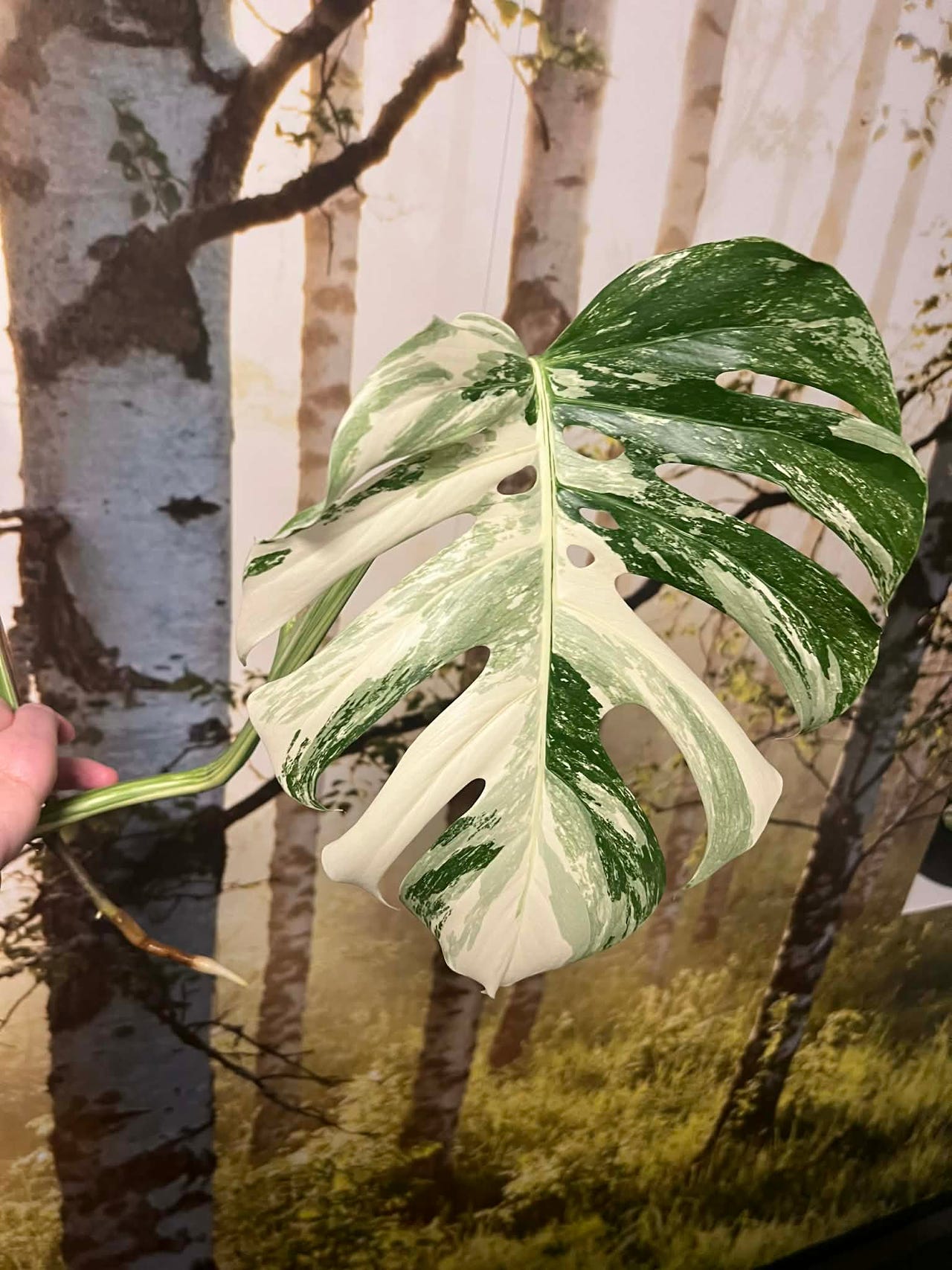 Monstera Variegata | FINN-torget