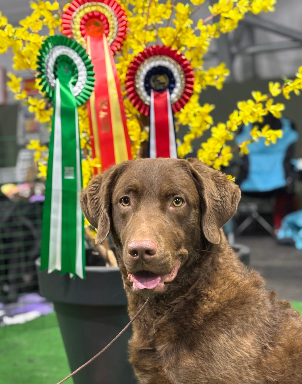 Chesapeake Bay Retriever Cox vurderes solgt til rett person | FINN-torget
