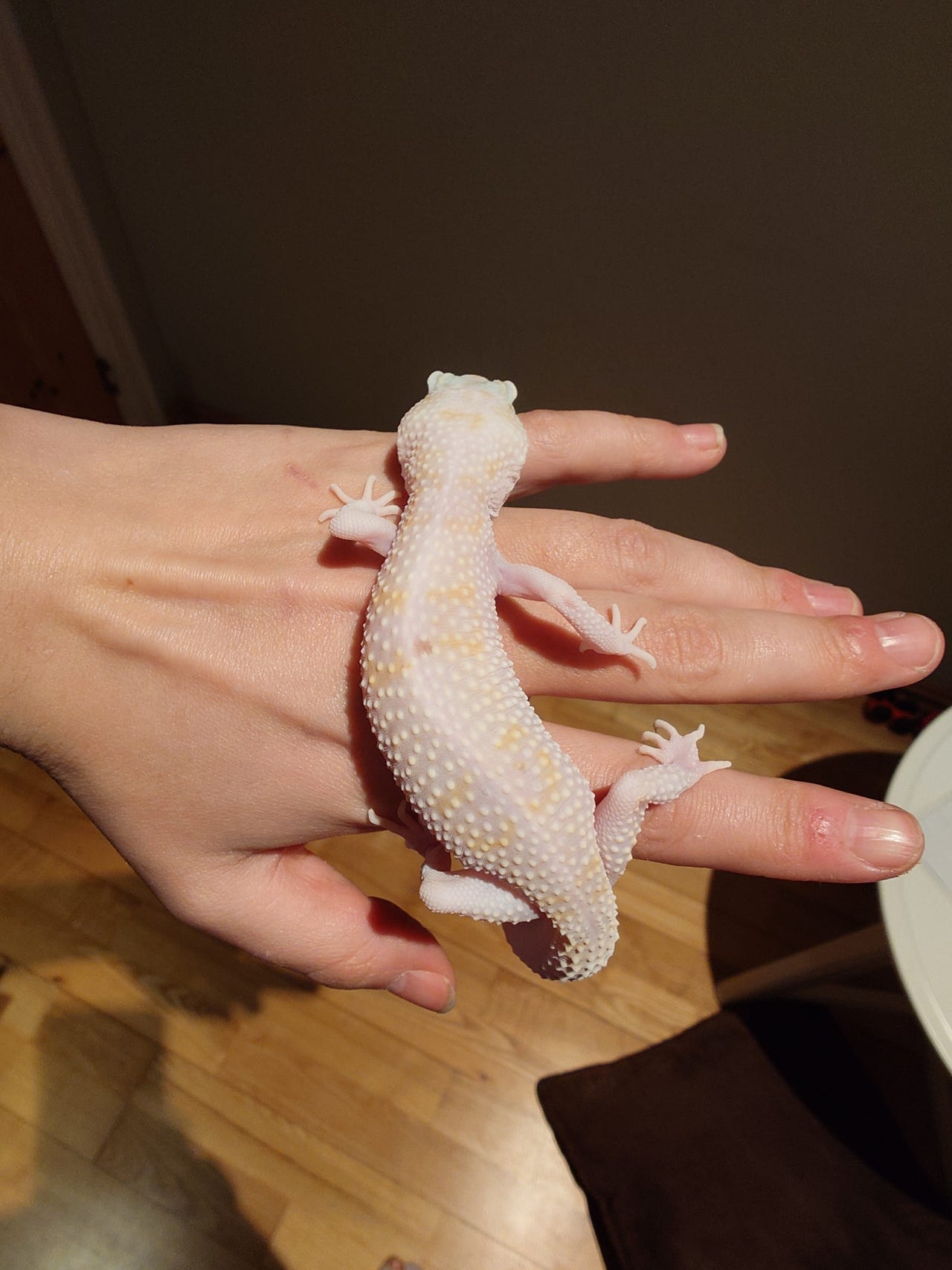 leopard gekko | FINN-torget