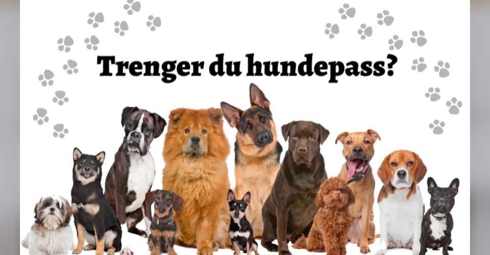 Hundepass tjenester for ulike hunderaser | FINN-torget