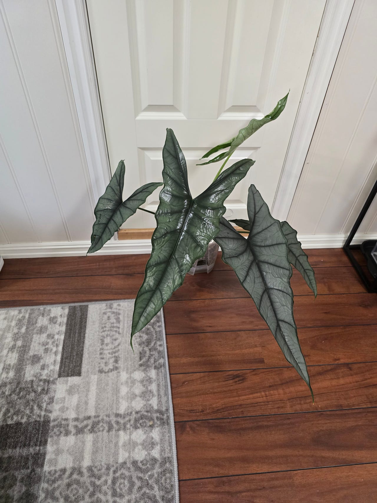 🌿Alocasia Dragon's Breath🌿 | FINN-torget