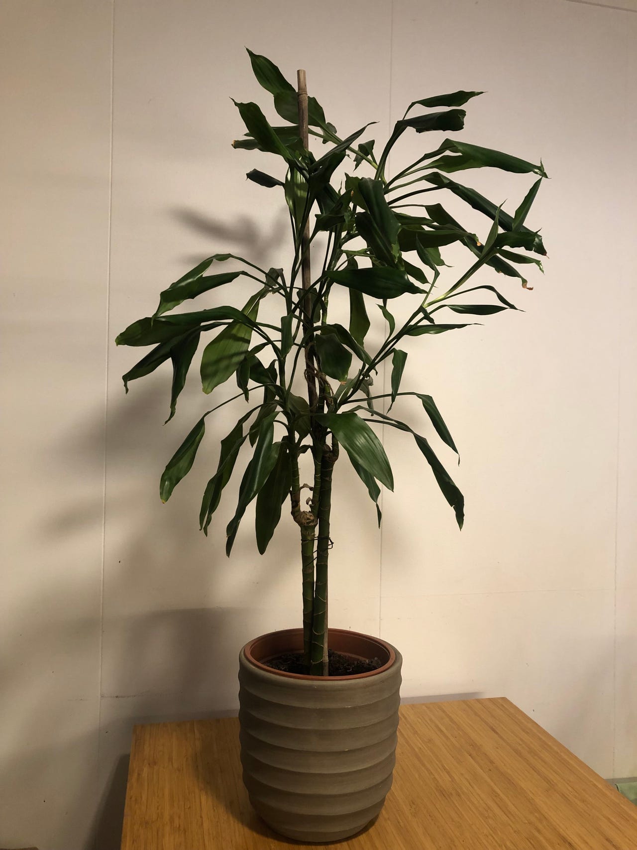Dracaena Janet Lind plante | FINN-torget