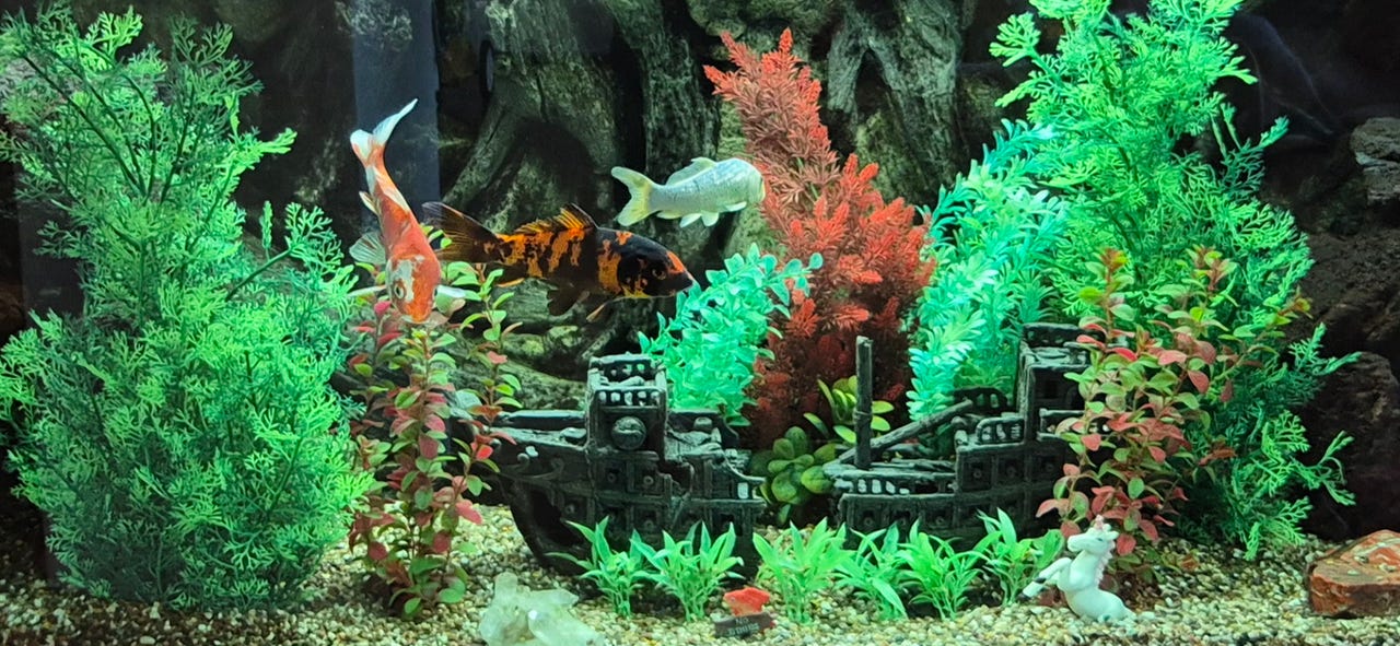 Damm/Akvarie fisk selges, 4x Koi og en Gullfisk | FINN-torget