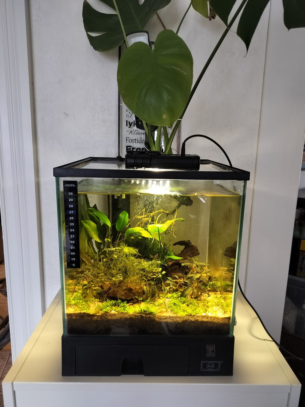 Lite akvarie, med reker, selges | FINN-torget