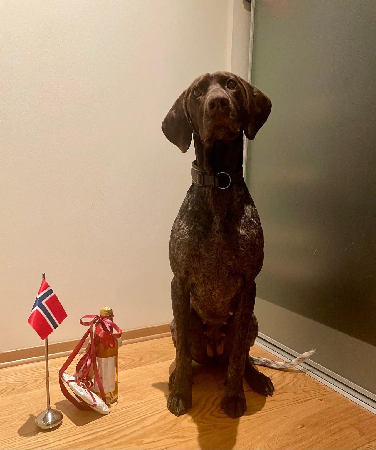 Låne bort fuglehunden din i september? Gi den en tur til Finnmarksvidda ...