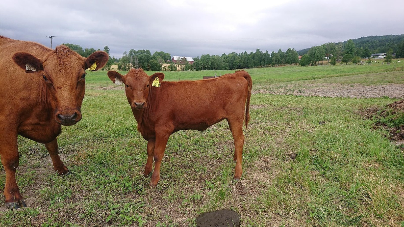 Kalver av Østlandsk Rødkolle - reservert | FINN.no