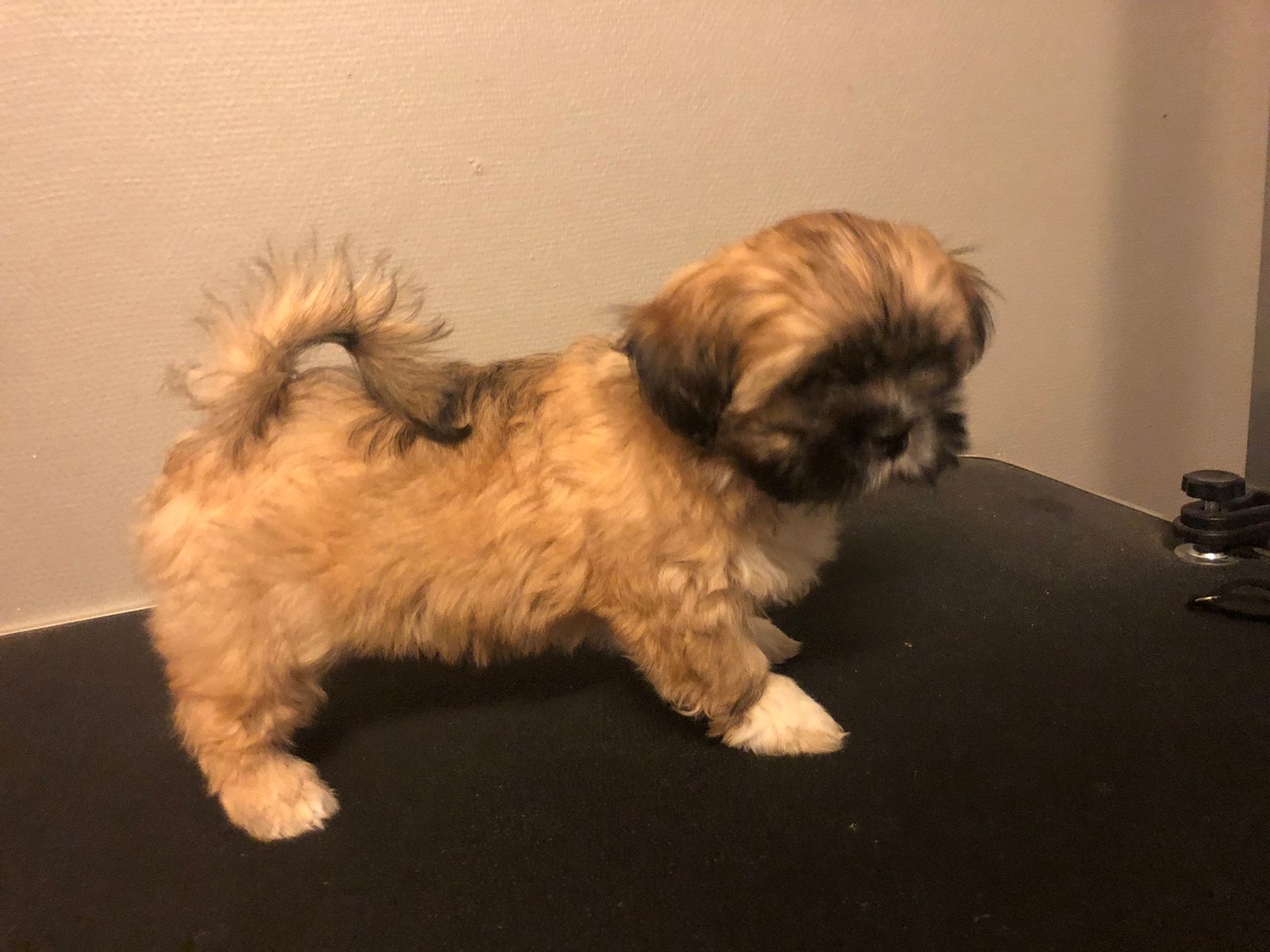 NKK-registrerte Lhasa Apso valper (Tibetansk tempelhund) | FINN.no