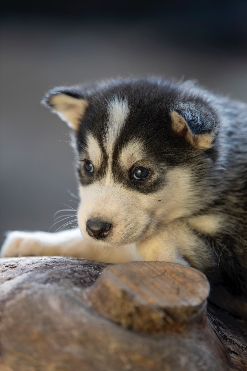 ALASKA HUSKY VALPER AV ALLER BESTE AVL - «FAMILIEAVL" | FINN-torget