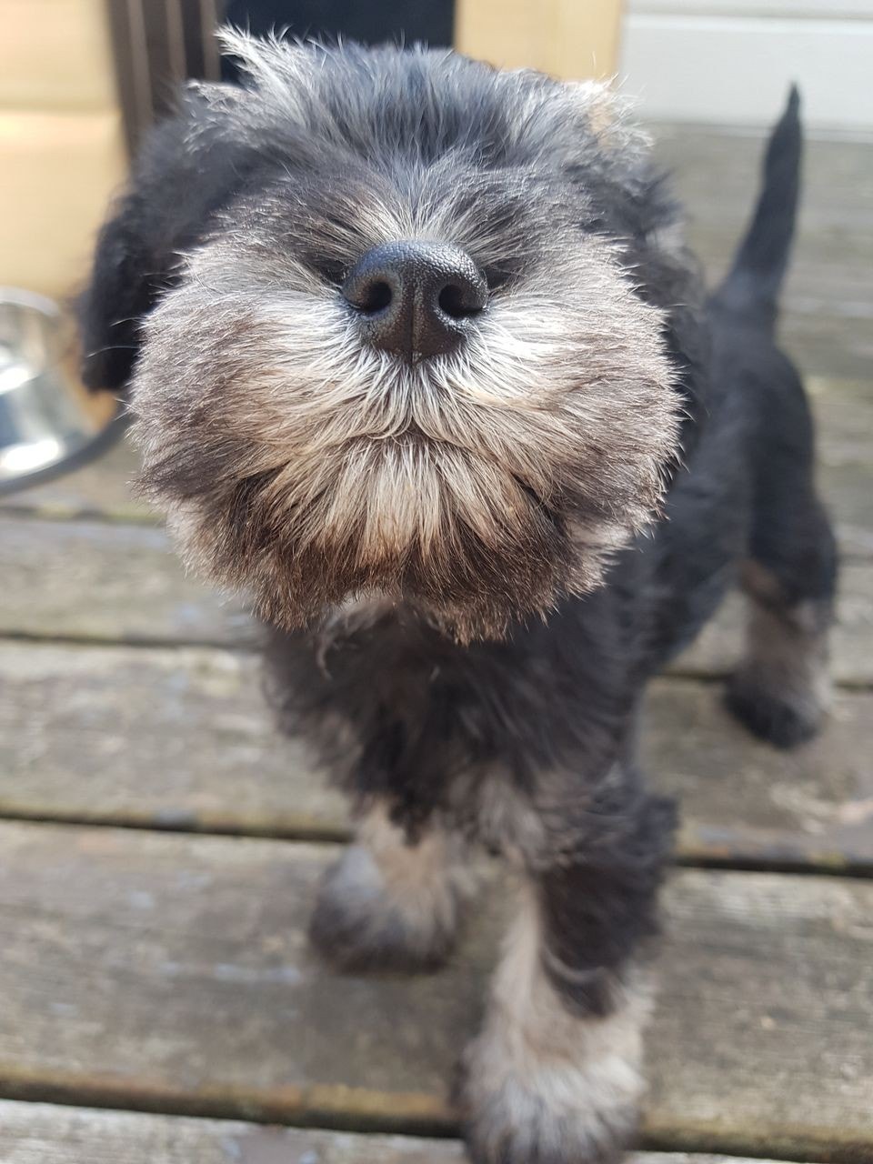 Dvergschnauzer valper sort sølv ventes ️ | FINN torget