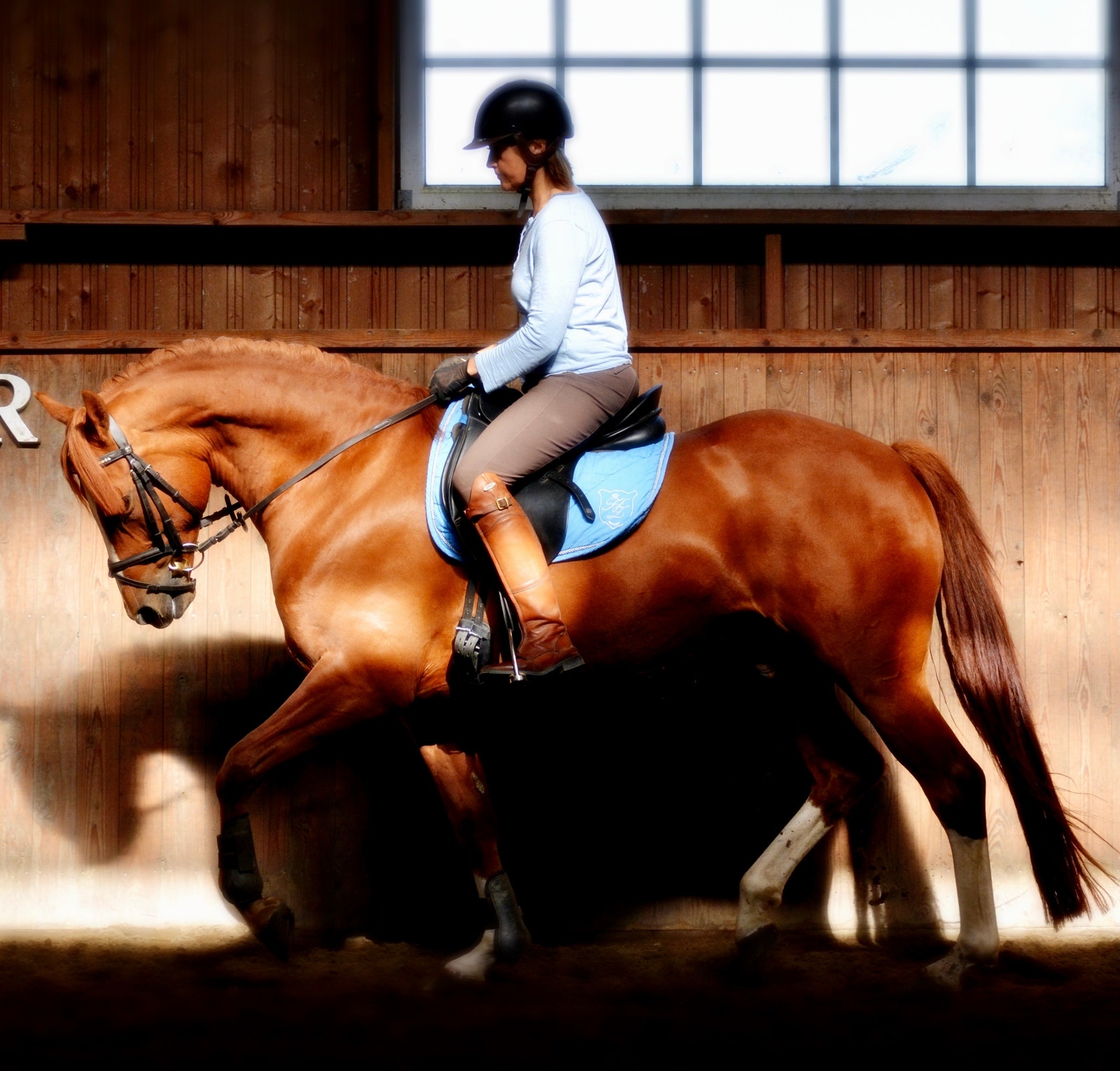 Velutdannet liten hest (fullblod x ponni) | FINN torget