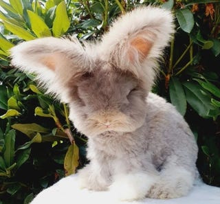 Engelsk Angora kanin - kaninunger vår 2025 | FINN-torget