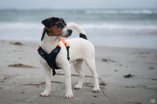 Skjønne Bailey fra Dyrebeskyttelsen Norge Nord-Jæren | FINN-torget