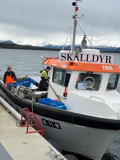 Malo, Yrkesbåt, Sjark og Skøyte - båter til salgs | FINN Båt