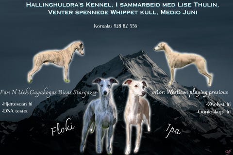 Mynder | til salgs | FINN Torget