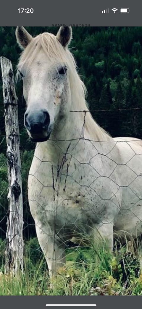 Kaldblodshester | til salgs | FINN Torget