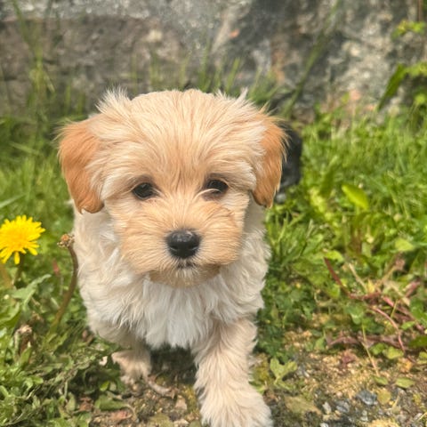 Havapoo valper | FINN-torget