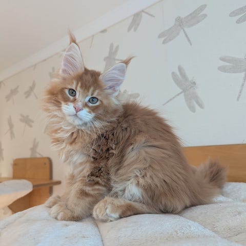 Stor Maine coon hannkatt | FINN-torget