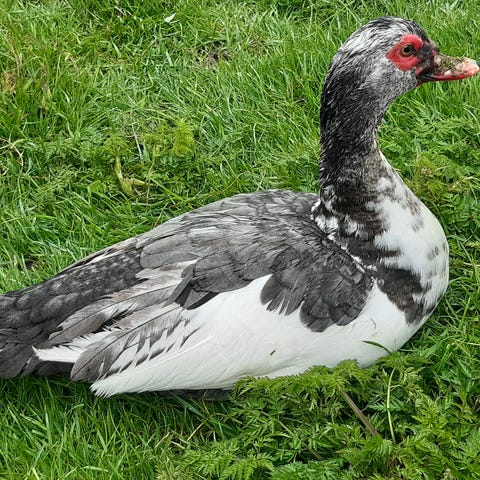 2andunger/moskusand | FINN-torget