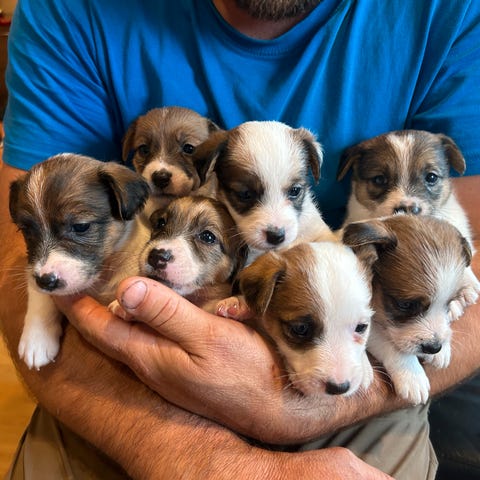Jack Russell valper | FINN-torget